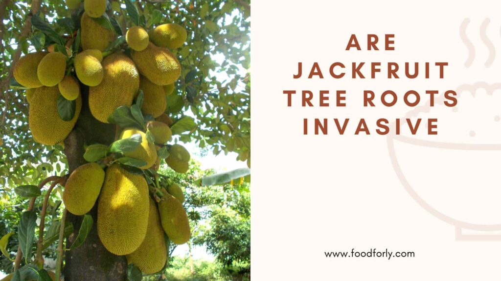 Will Jackfruit Grow In Texas